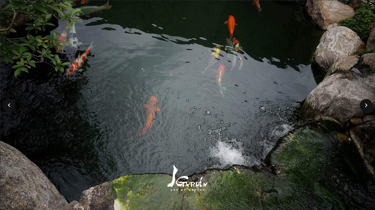 Koi - a symbol of prosperity and luck - JGarden